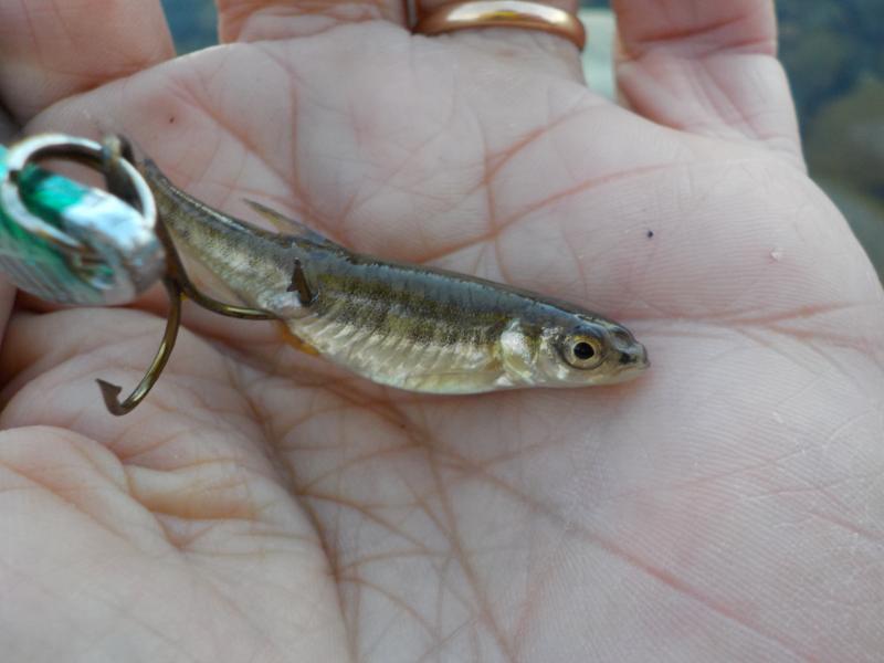 Elritsa? - Fiskesnack.com - För oss bakom flötet...